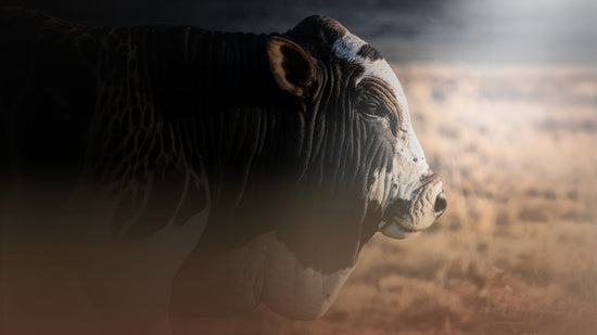 Our Story – Toro meat kenya